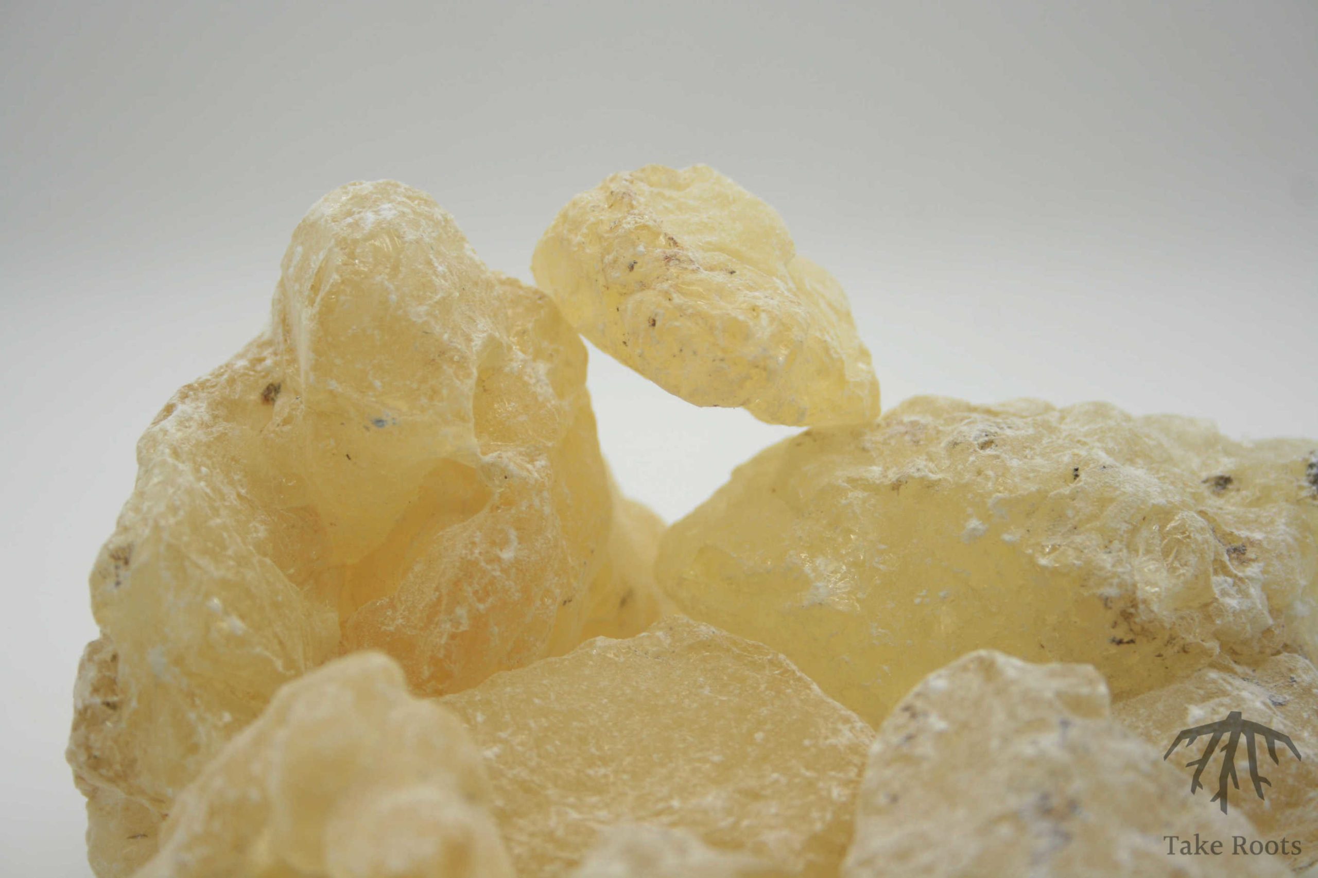 Dammar resin large (Shorea wiesneri) | Take Roots | Incense and ...